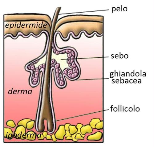 Ghiandole sebacee - CAPELLI E CUOIO CAPELLUTO - Area scientifica Cesare ...