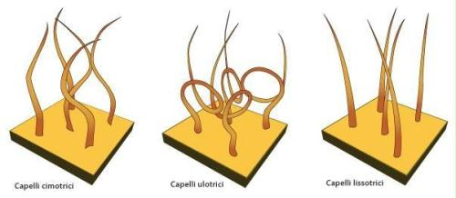 Tipologia e morfologia dei capelli - CAPELLI E CUOIO CAPELLUTO - Area ...
